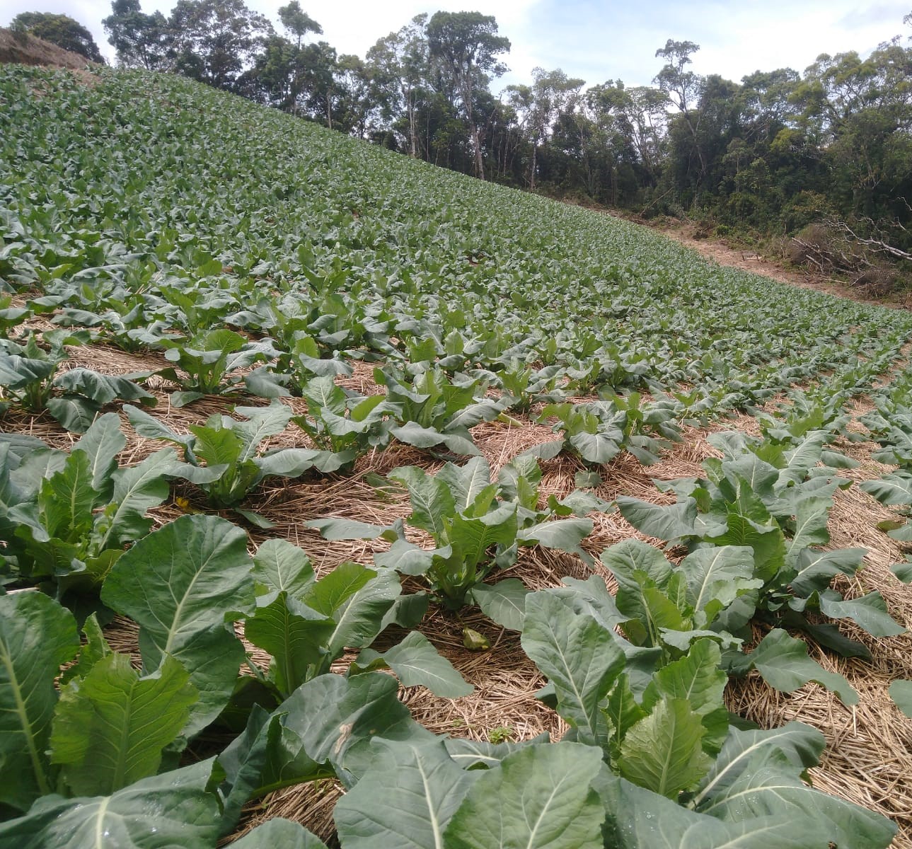 Plano ABC+ SC completa um ano de implantação e alcança 14% da meta ...